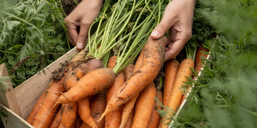 Autumn’s Allure: A Guide for Fall Planting | Platt Hill Nursery ...