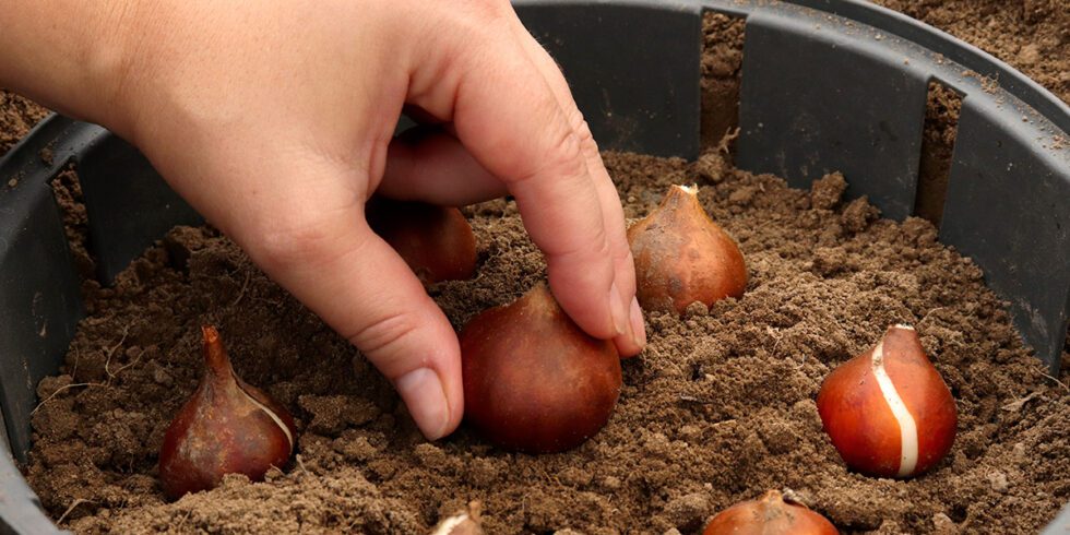 How and When to Plant Spring Bulbs | Platt Hill Nursery | Chicago ...