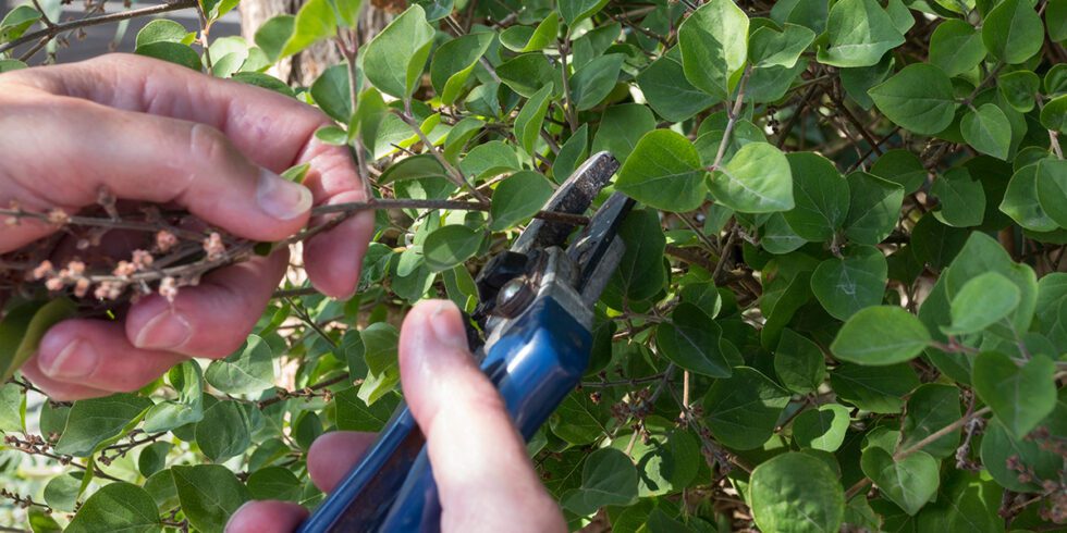 Illinois Fall Pruning Guide | Platt Hill Nursery | Chicago | Blog & Advice