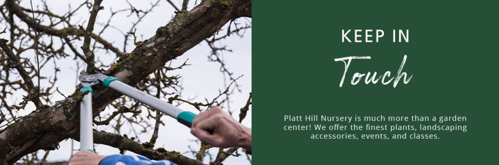 Illinois Fall Pruning Guide | Platt Hill Nursery | Chicago | Blog & Advice