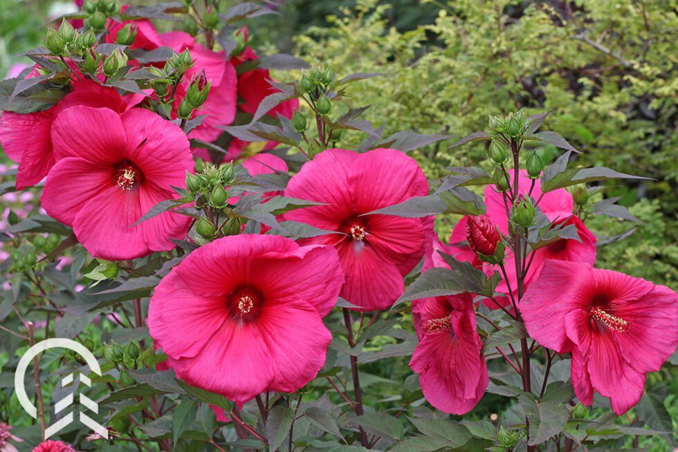 Types of Hibiscus: Choosing the Right Varieties