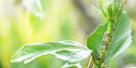 Taking Care of Hibiscus | Best Practices for Hibiscus Care | Platt Hill ...