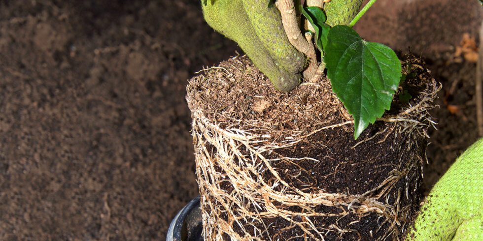 When is The Best Time to Plant Hibiscus?