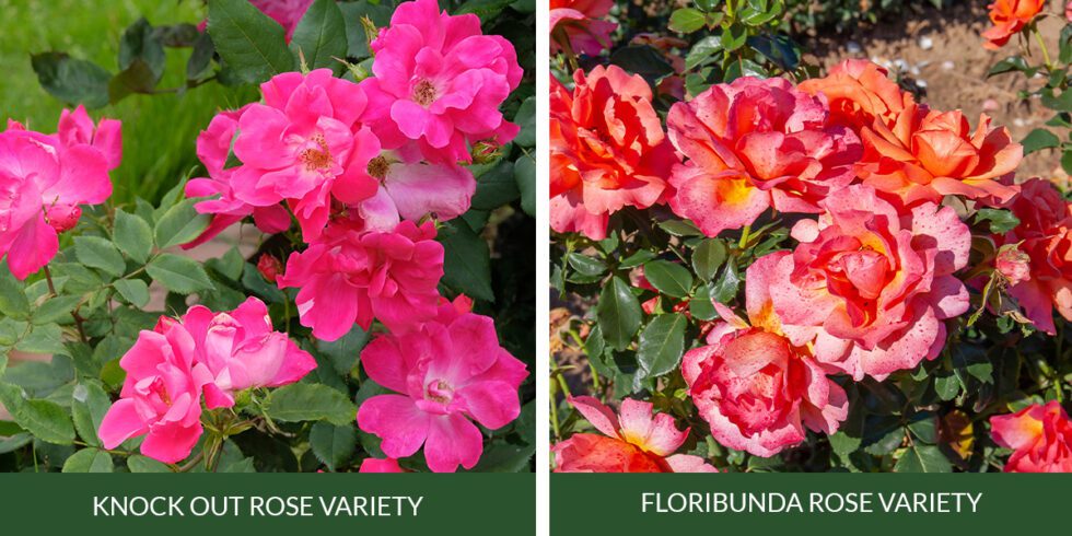 A Beginner's Guide to Rose Bushes| Platt Hill Nursery | Chicago | Blog ...
