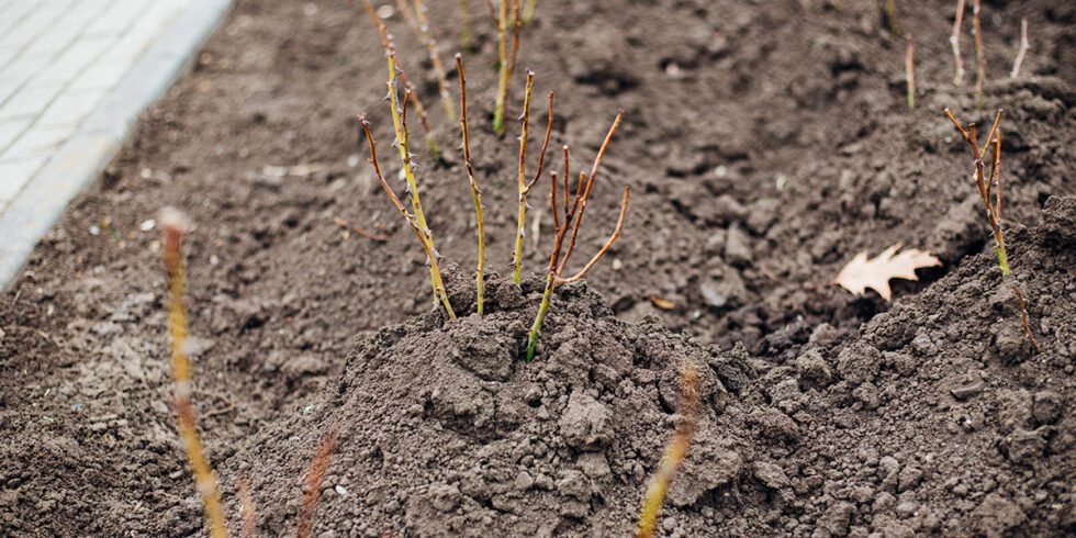 A Beginner's Guide to Rose Bushes| Platt Hill Nursery | Chicago | Blog ...