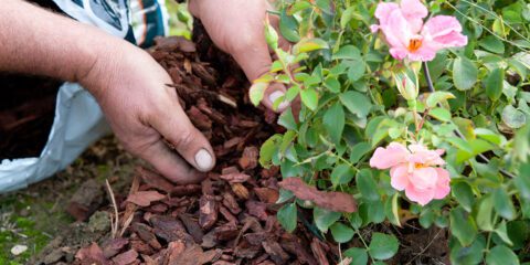 A Beginner's Guide to Rose Bushes| Platt Hill Nursery | Chicago | Blog ...