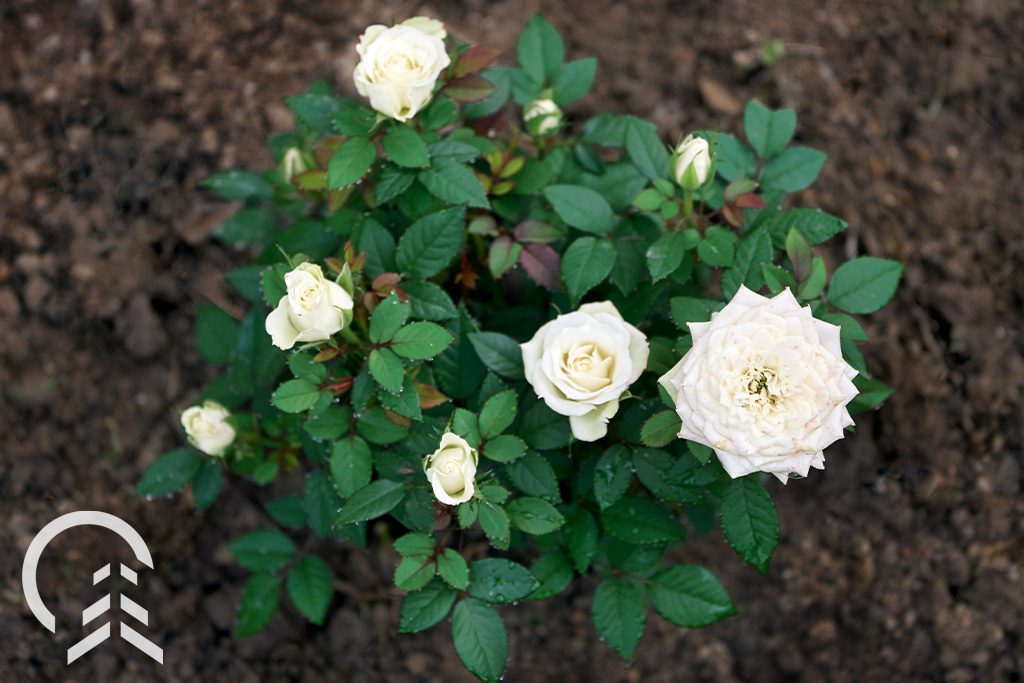 A Beginner's Guide to Rose Bushes| Platt Hill Nursery | Chicago | Blog ...