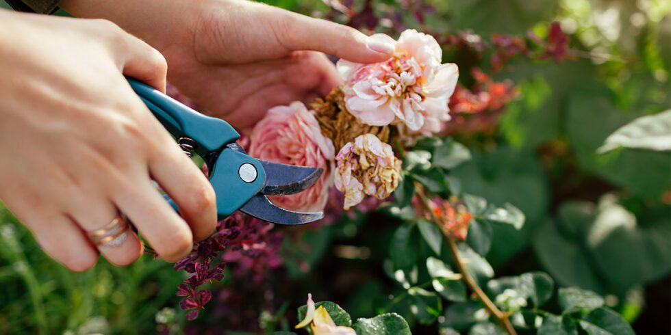 Tips for Trimming Rose Bushes in Carpentersville & Bloomingdale | Platt ...
