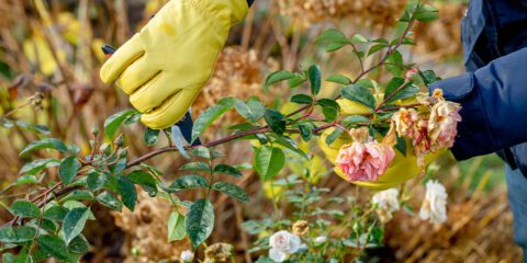 A Beginner's Guide to Rose Bushes| Platt Hill Nursery | Chicago | Blog ...