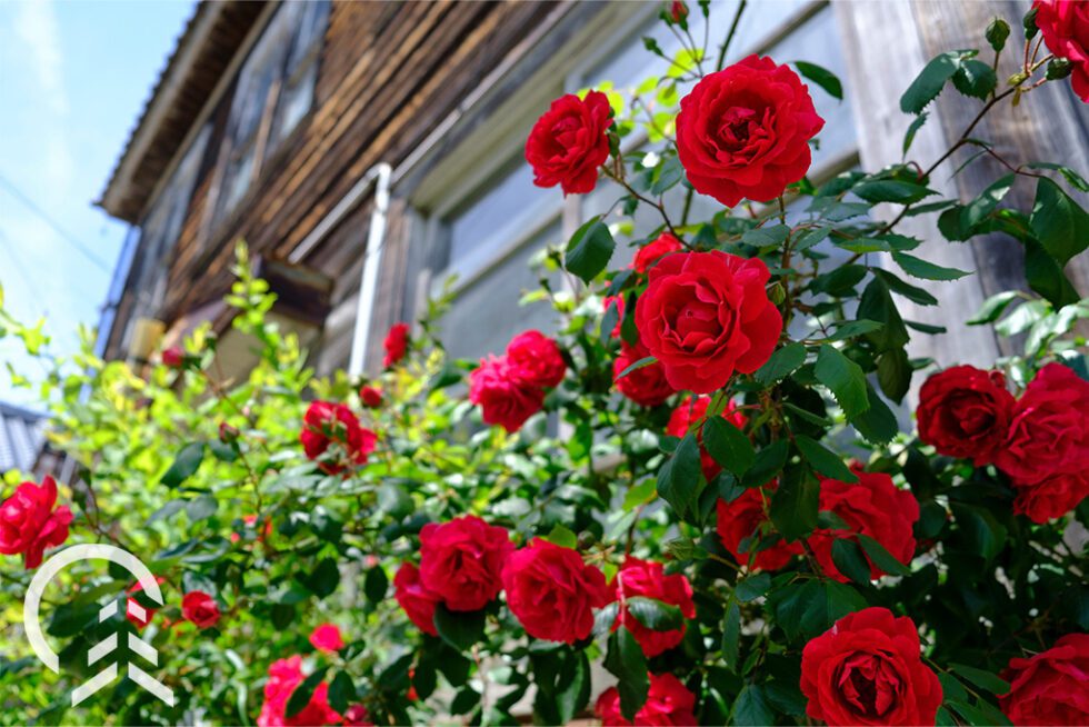 Tips for Trimming Rose Bushes in Carpentersville & Bloomingdale | Platt ...