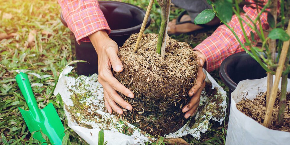 A Beginner's Guide to Rose Bushes| Platt Hill Nursery | Chicago | Blog ...