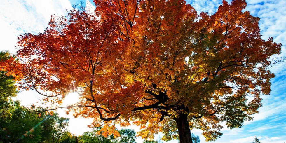 How to Choose the Right Maple Tree for Your Chicago Landscape | Platt ...