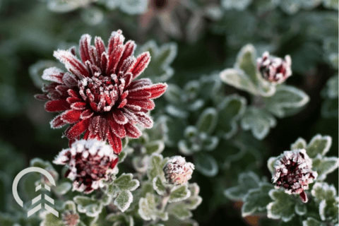 10 Christmas Plants for Decorating | Platt Hill Nursery