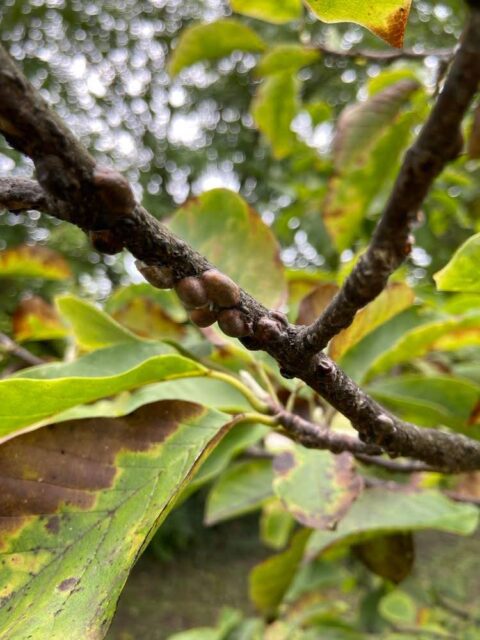 How to Treat Magnolia Scale | Platt Hill Nursery