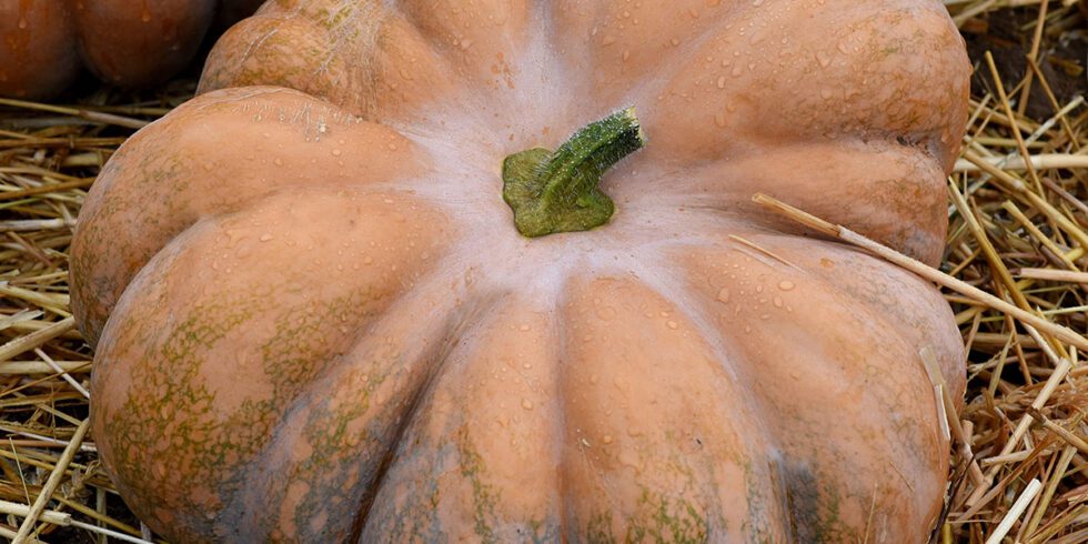 8 Unique Specialty Pumpkins for Fall: Varieties Perfect for Cooking ...