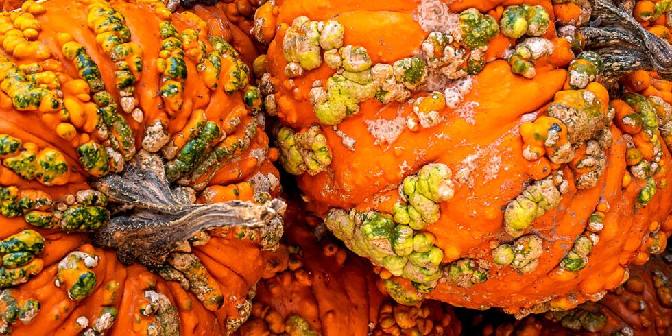 8 Unique Specialty Pumpkins for Fall: Varieties Perfect for Cooking ...