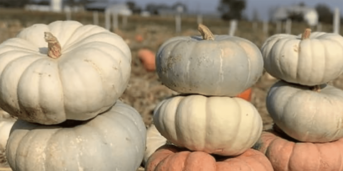 8 Unique Specialty Pumpkins for Fall: Varieties Perfect for Cooking ...