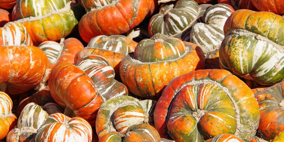 8 Unique Specialty Pumpkins for Fall: Varieties Perfect for Cooking ...