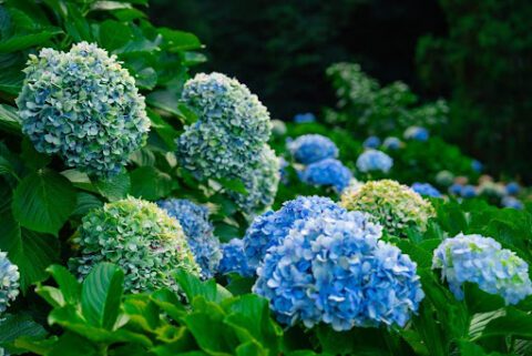 How to Grow Gorgeous Blue Hydrangeas in Your Garden