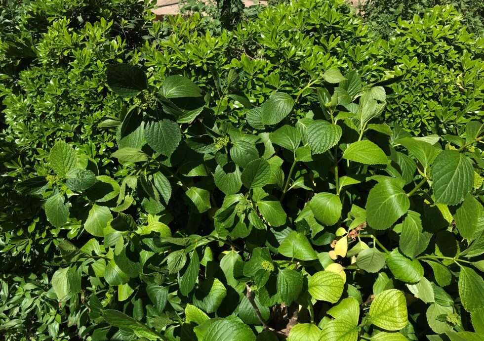 Here’s What to Do if Your Hydrangea Is Not Blooming