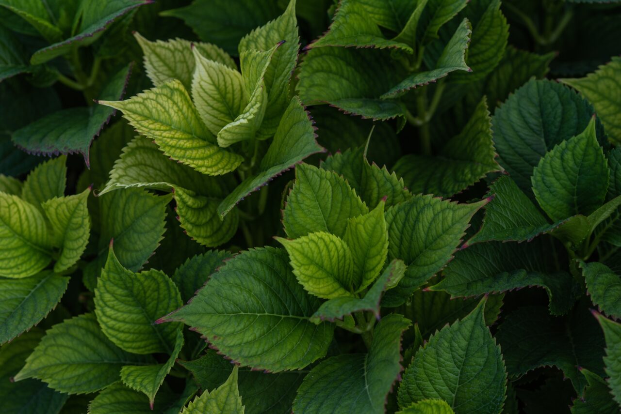 Here’s What to Do if Your Hydrangea Is Not Blooming