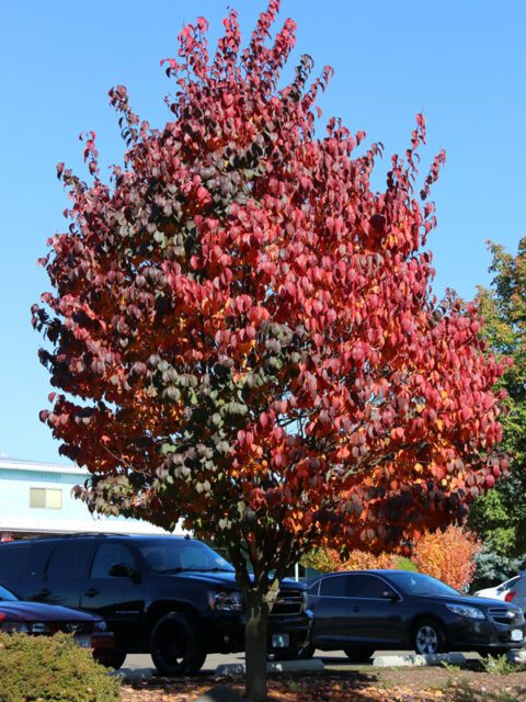 Pink Flair Cherry Tree | Platt Hill Nursery