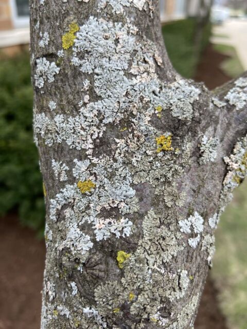 What Are Lichens? Understanding the Friendly Growth on Your Trees ...