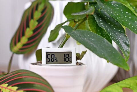 How to Increase Humidity for Plants | Platt Hill Nursery | Blog & Advice