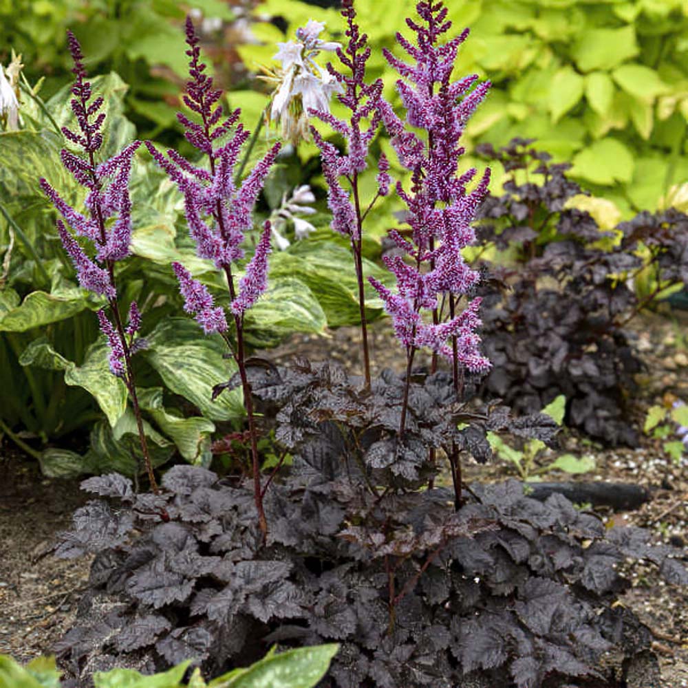 Dark Side of the Moon Astilbe | Platt Hill Nursery