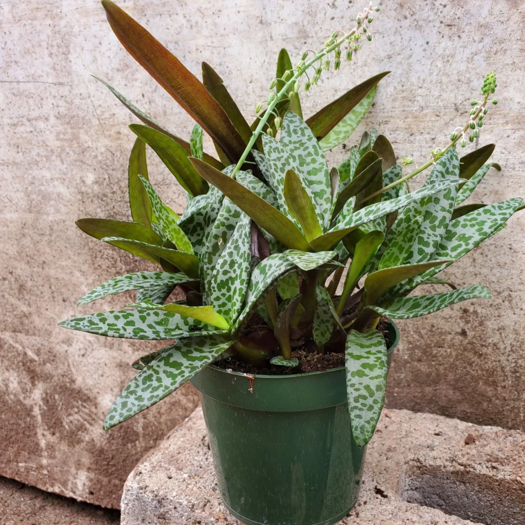 Silver Squill, 6" Pot | Platt Hill Nursery